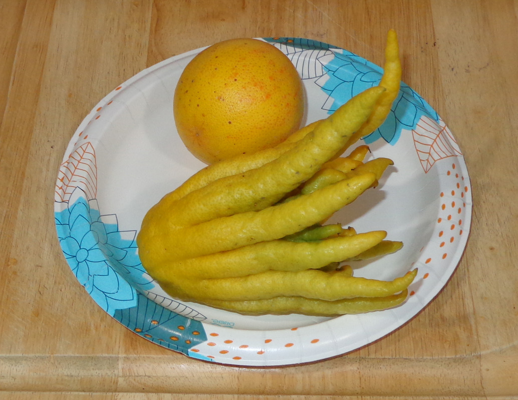 Buddhas Hand pic6 — Postimages