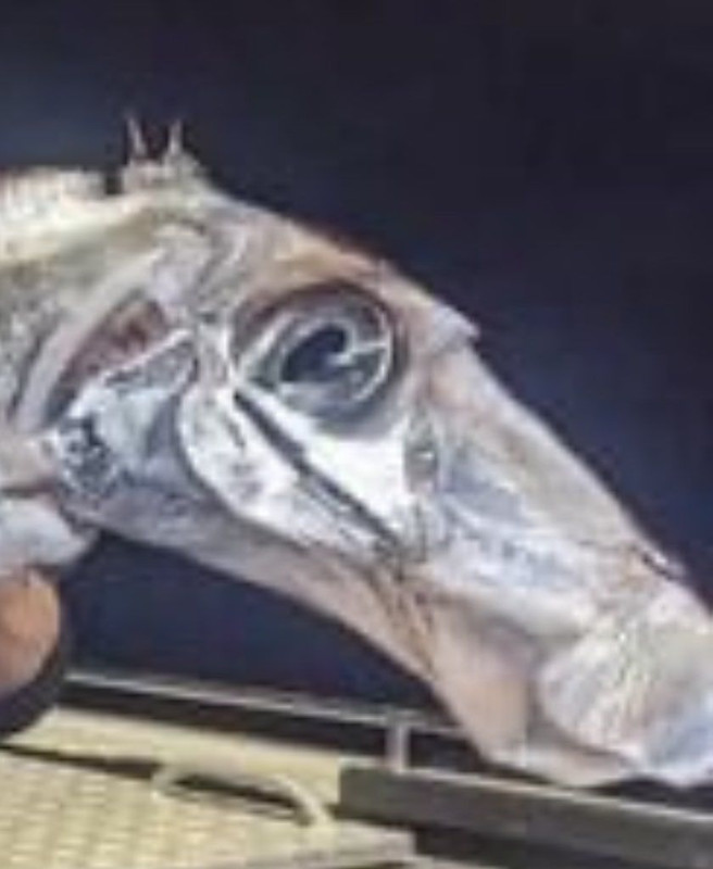 Go02e Ca Xo AAj Ty — Postimages