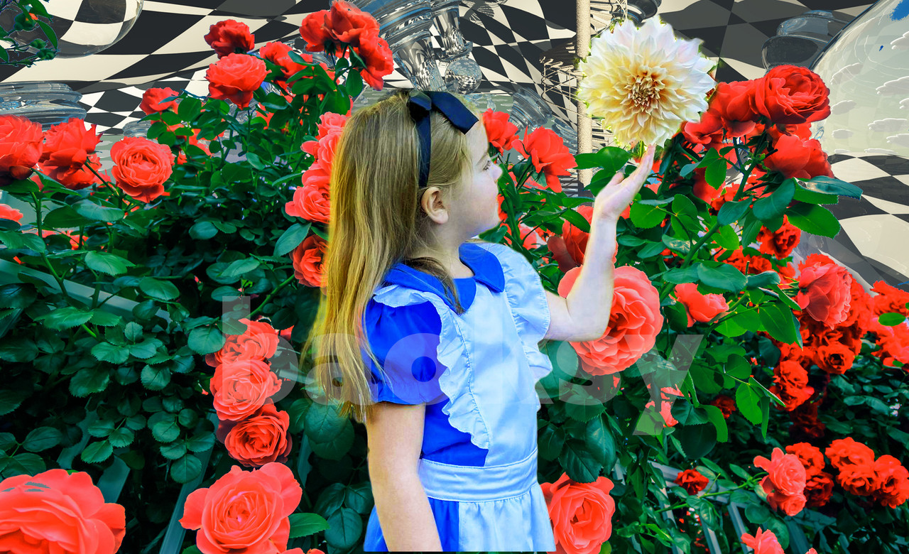 3qqez2t1onr91 flower wt — Postimages