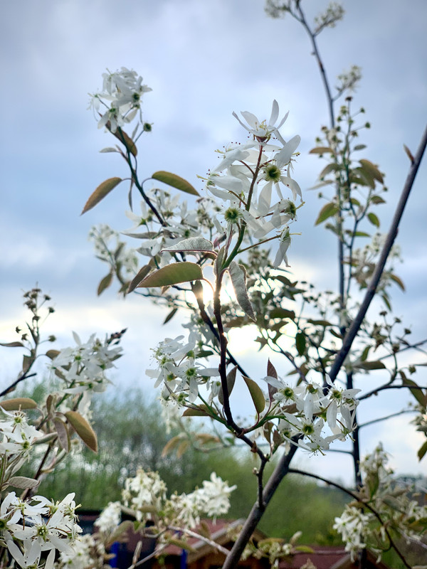 IMG 8710 — Postimages