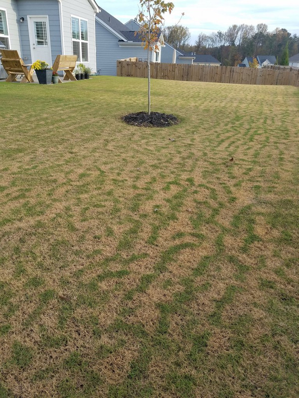 Strange pattern in lawn | Lawn Care Forum