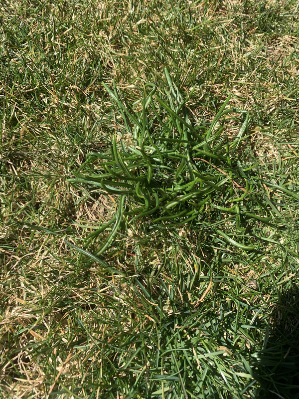 Weed Id please | Lawn Care Forum