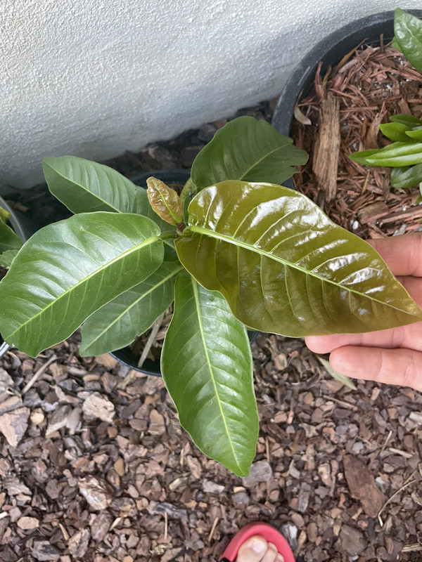 IMG 4277 — Postimages