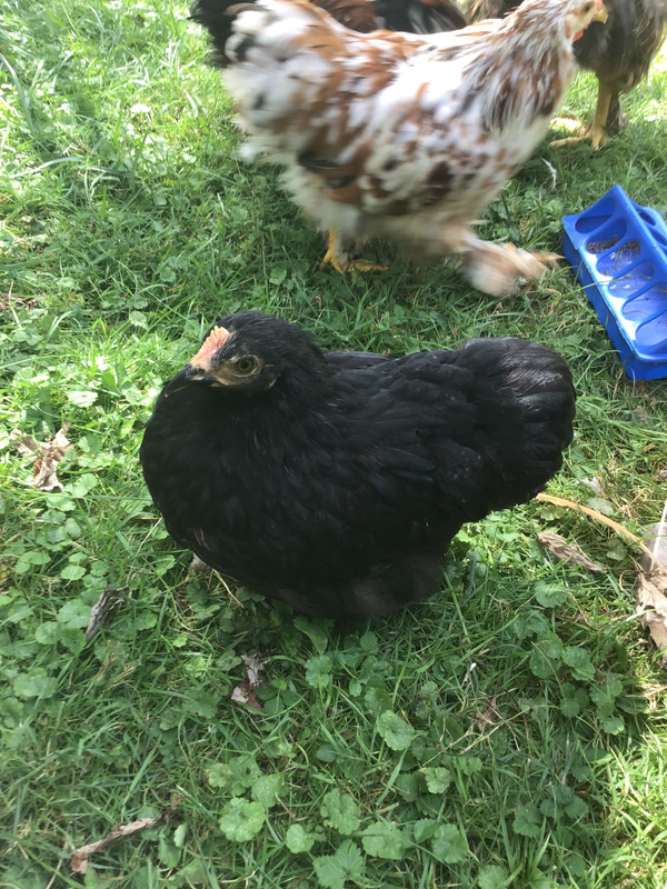 3 DE714 EC 9209 45 D2 8 EDD 2 EF0 A33 F98 C3 — Postimages