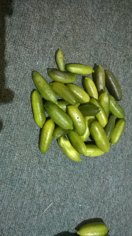 wild lime 2 — Postimages