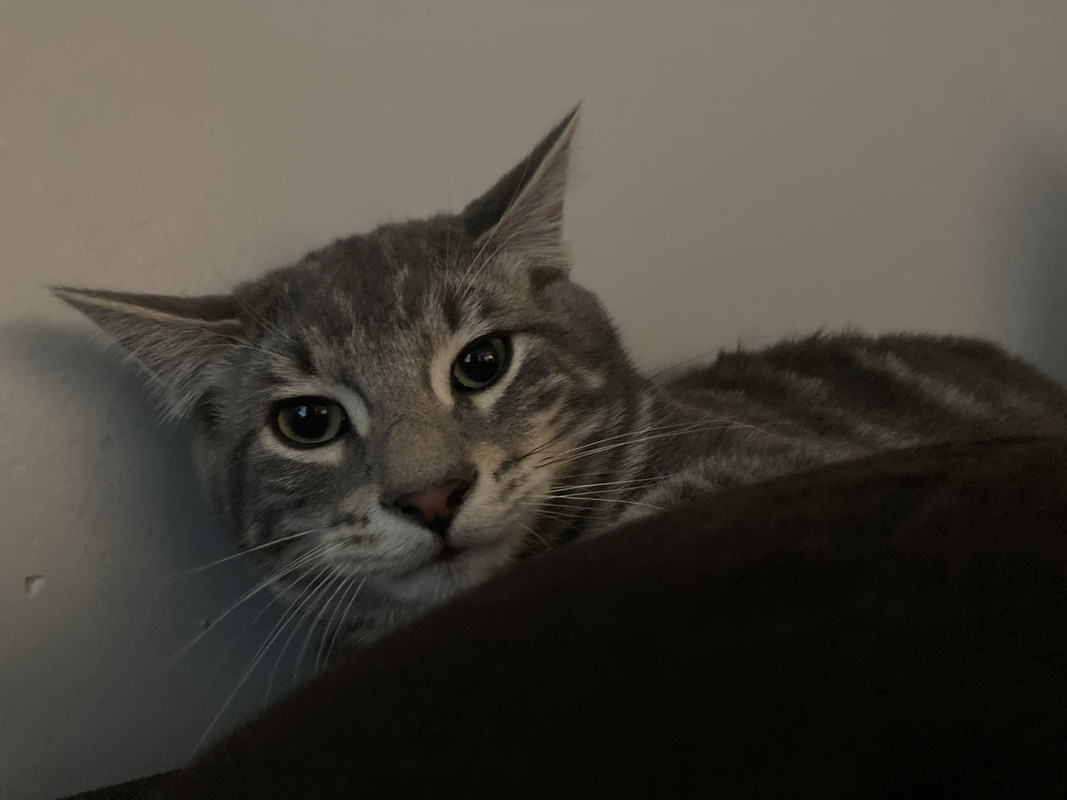 Cat Picture Thread! - The Lounge - Kerbal Space Program Forums