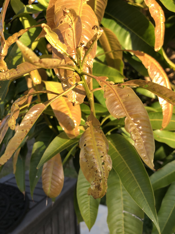 2023 03 27 Phone Pics 041 — Postimages