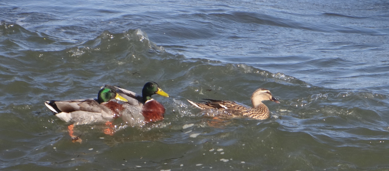 MALLARD 2 230324 — Postimages