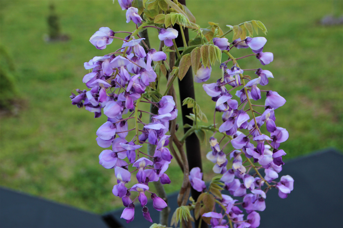 IMG 3424 — Postimages