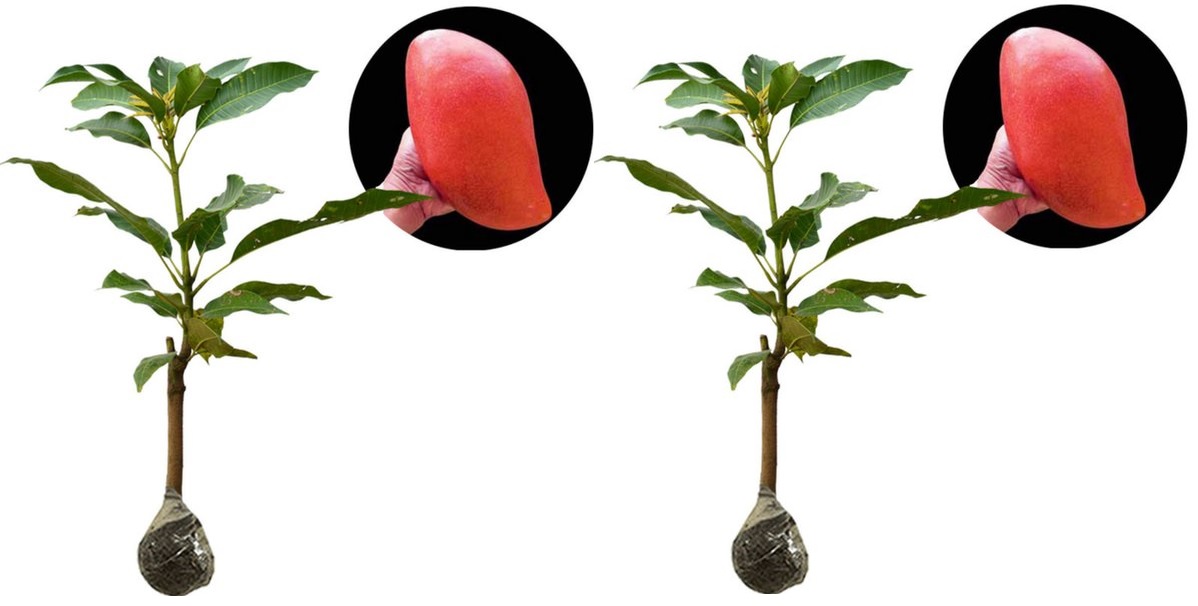 Jual bibit mangga red emperor unggulan di Seller raja bibit - Cijerah ...