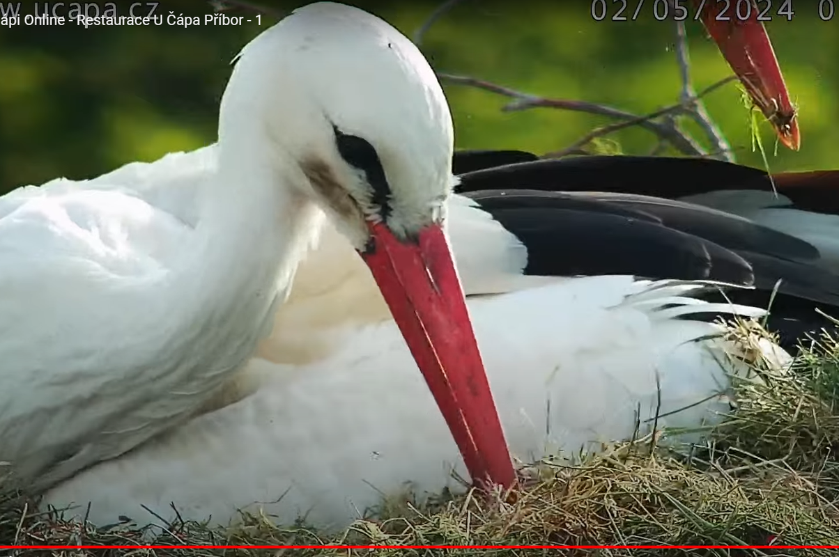 Screenshot 66 — Postimages