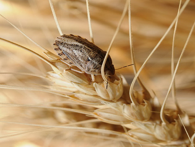 Твърда пшеница | Агрокалендар - Юни | АГРО.БГ