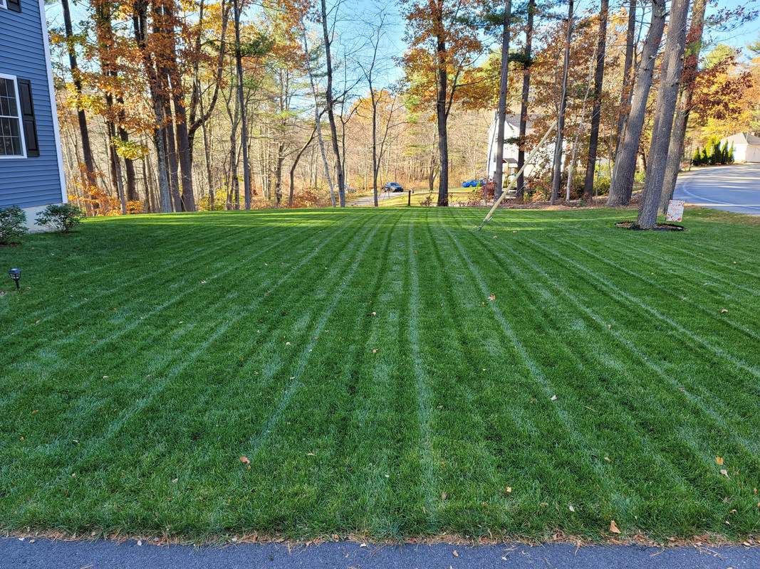 Please Help Me Take My Lawn From Great to Perfect | Lawn Care Forum