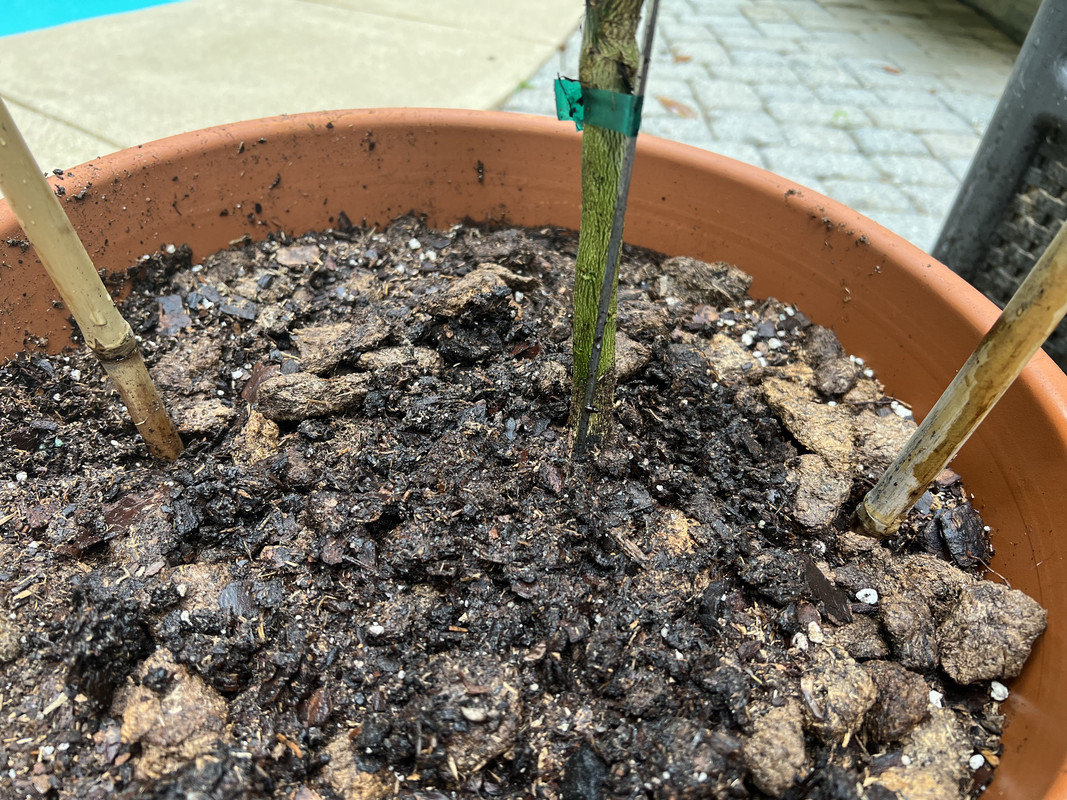 IMG 1696 — Postimages