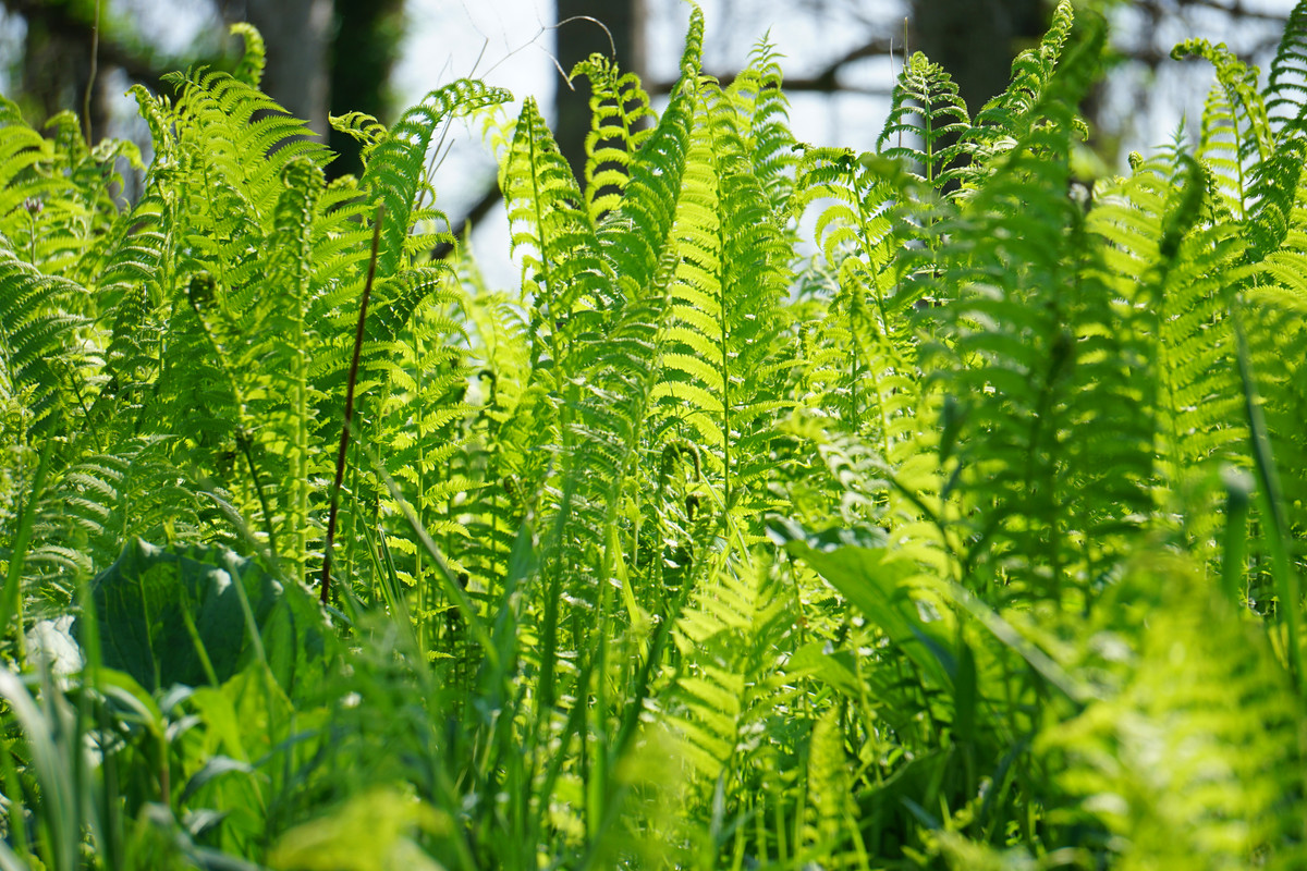 DSC02694 — Postimages