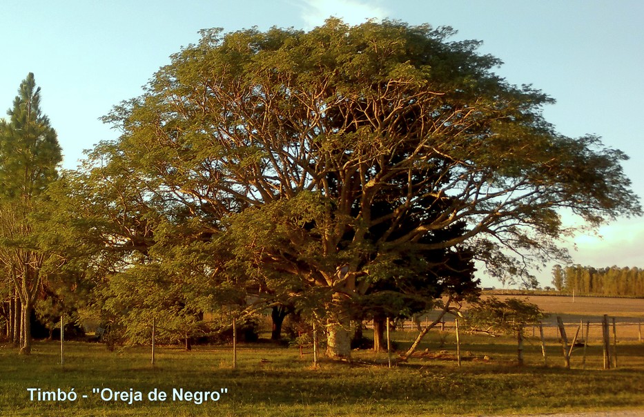 MUNDO | El thread florístico | O thread da flora | Page 14 ...