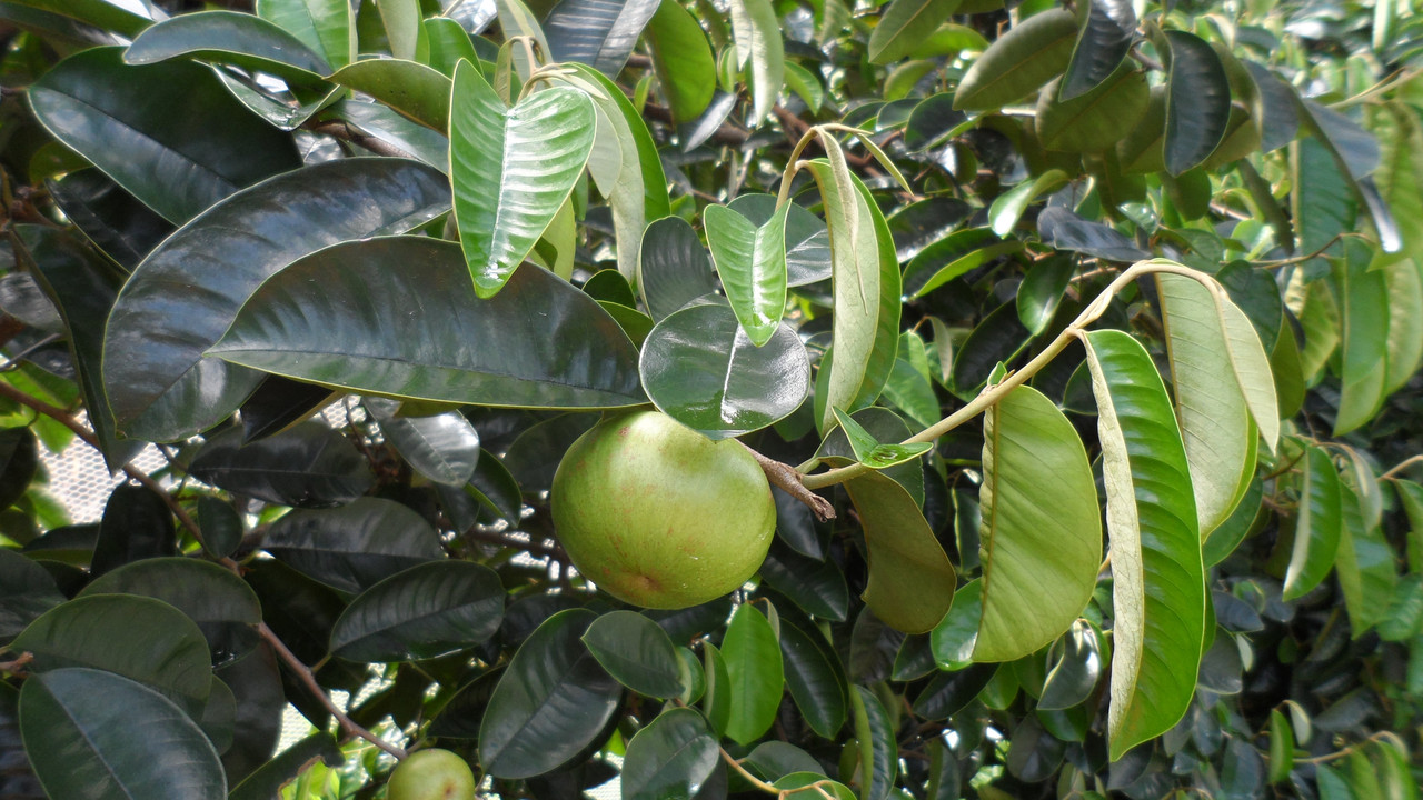 SAM 3550 — Postimages