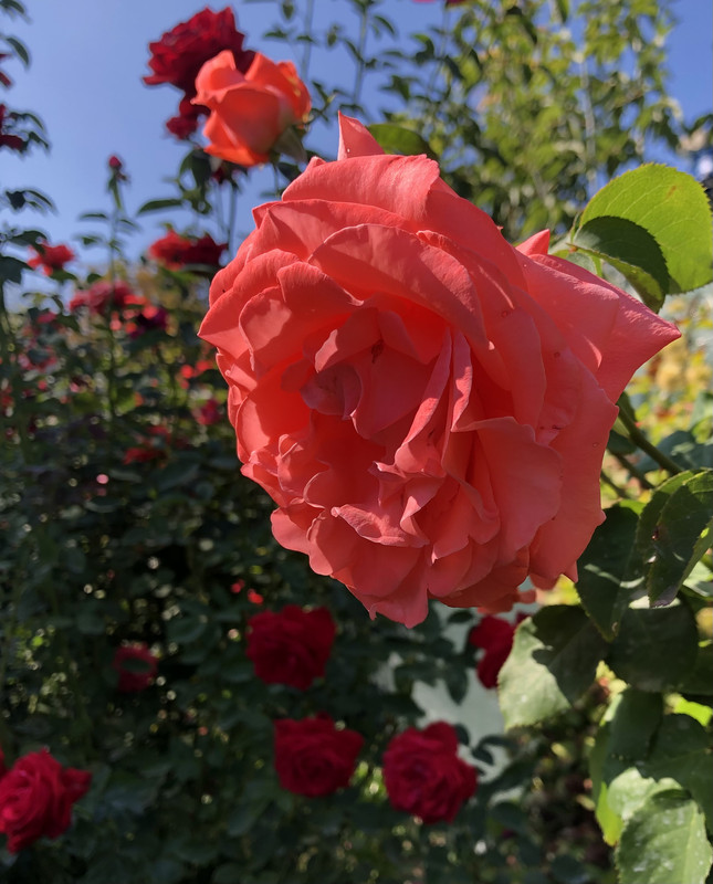 IMG 4975 — Postimages