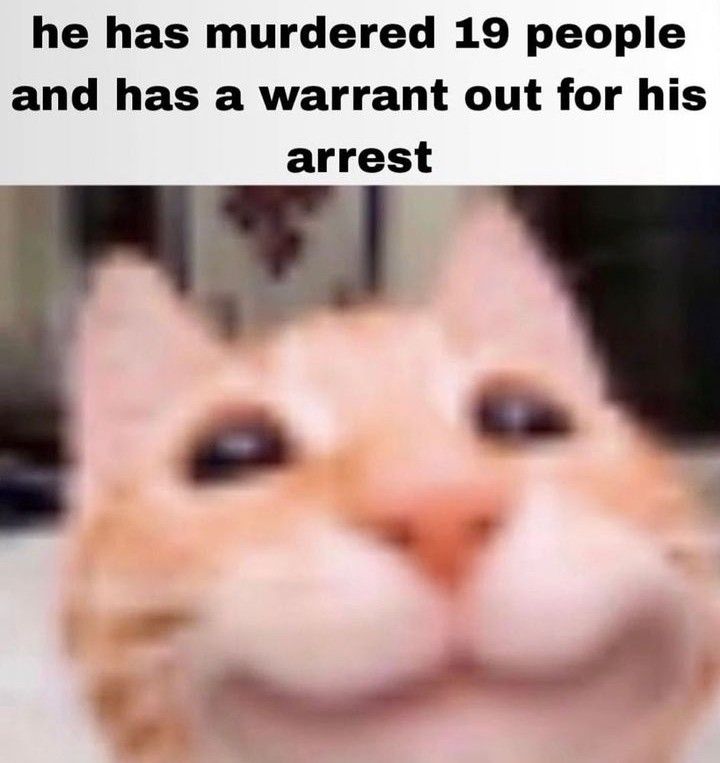 A cat picture/meme for every hero - General Discussion - Overwatch Forums