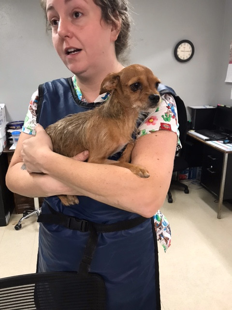 Mother & Son abandoned at the vet's office. Hopefully someone can help ...