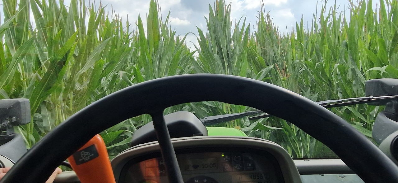 'We zetten in de mais alle zeilen bij om een misoogst te voorkomen'