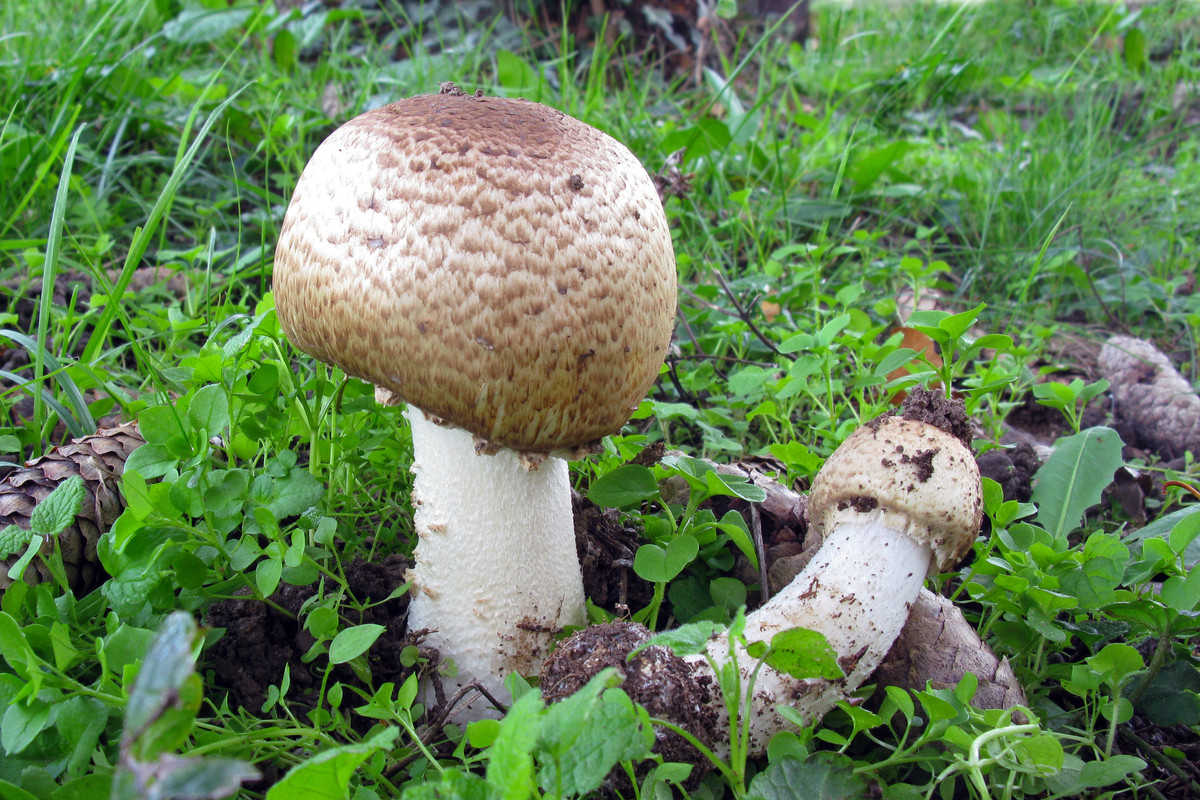 Agaricus augustus AWP 20191028 — Postimages