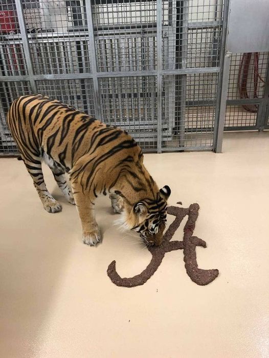 Mike the Tiger just took a big one..check it out.... | Tiger Rant