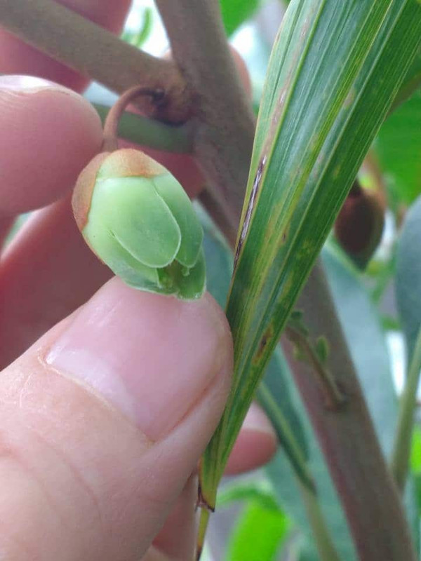 lucuma flower — Postimages