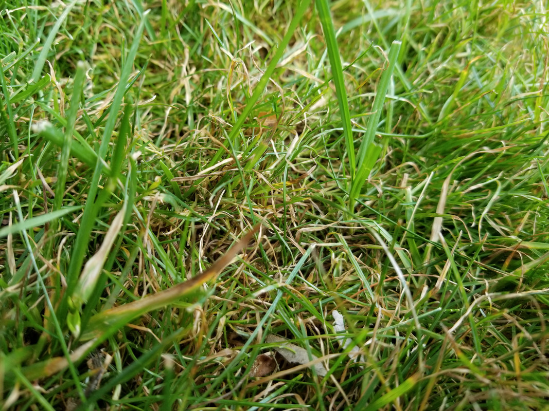 Help Diagnosing Problem Areas | Lawn Care Forum