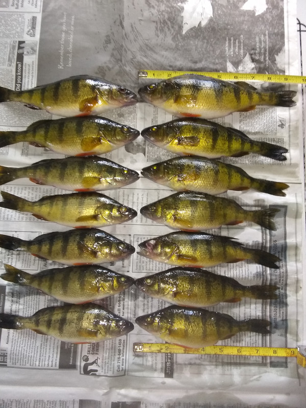 Perch Silver — Postimages