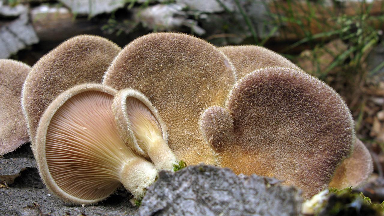 Panus neostrigosus 2 AWP 20200620 — Postimages