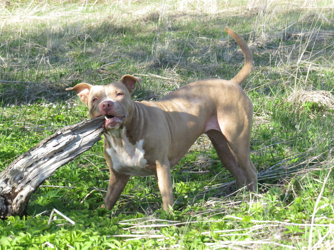 IMG 2129 — Postimages