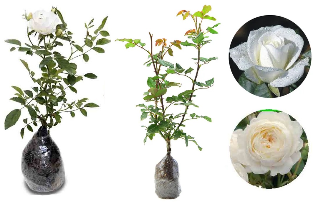Jual Tanaman Hias / Pohon Bibit Bunga Mawar Putih di Seller putri bibit ...