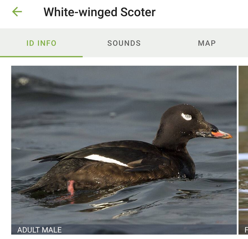 Screenshot 20230403 122508 Merlin Bird ID — Postimages