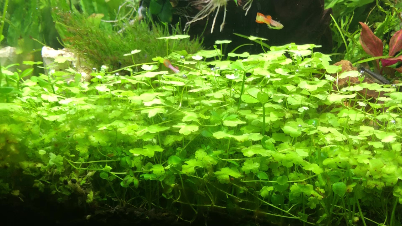 IMG 0480 Moment(2) — Postimages