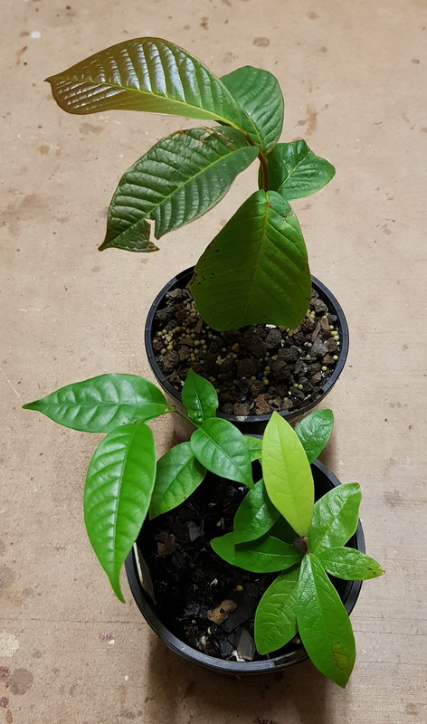 Soncoya — Postimages