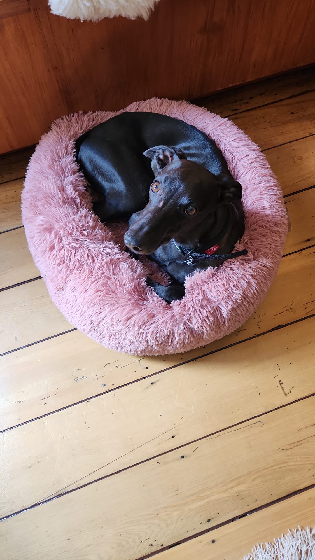 Hoolio — Postimages