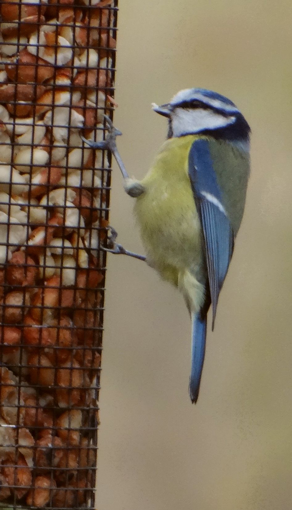 BLUE TIT 13 JUBILEE 1223 — Postimages