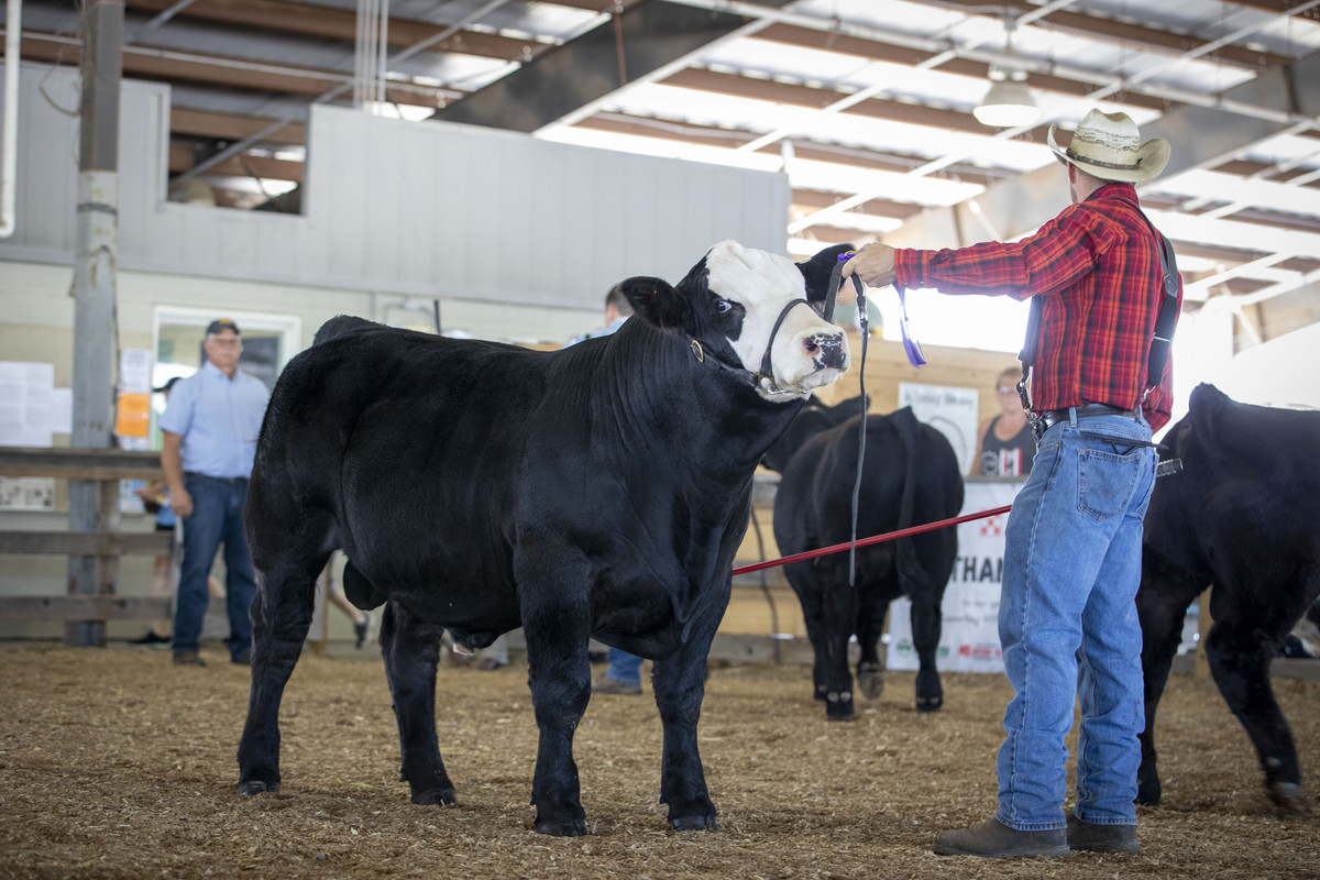 NYSF 2023 Lava ring — Postimages