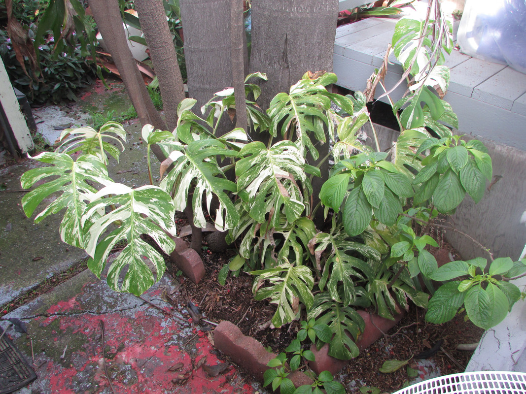 IMG 5464 — Postimages