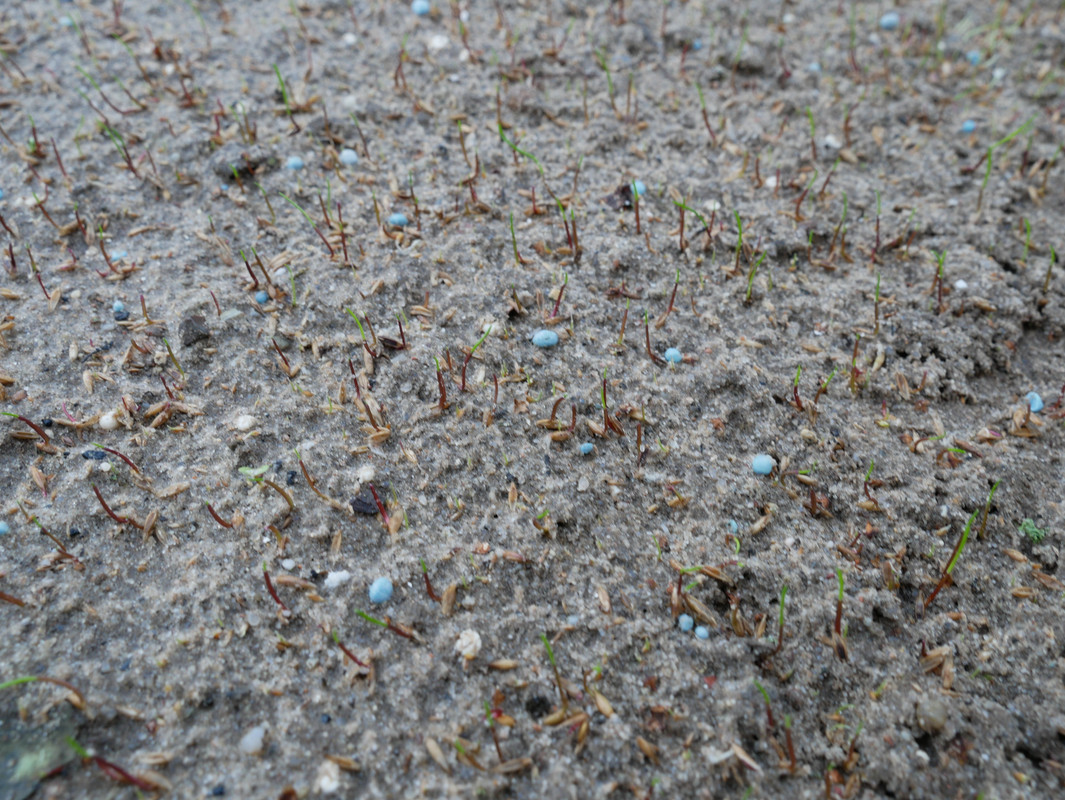 How to distinguish between TTTF and PRG | Lawn Care Forum