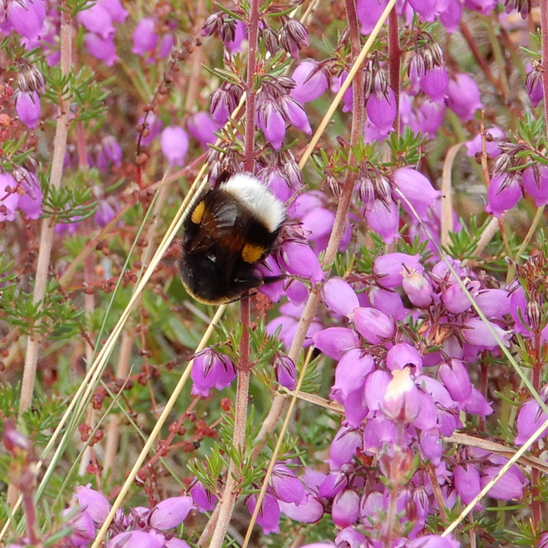 White or Buff tailed Bee 2 24 07 21 073 — Postimages