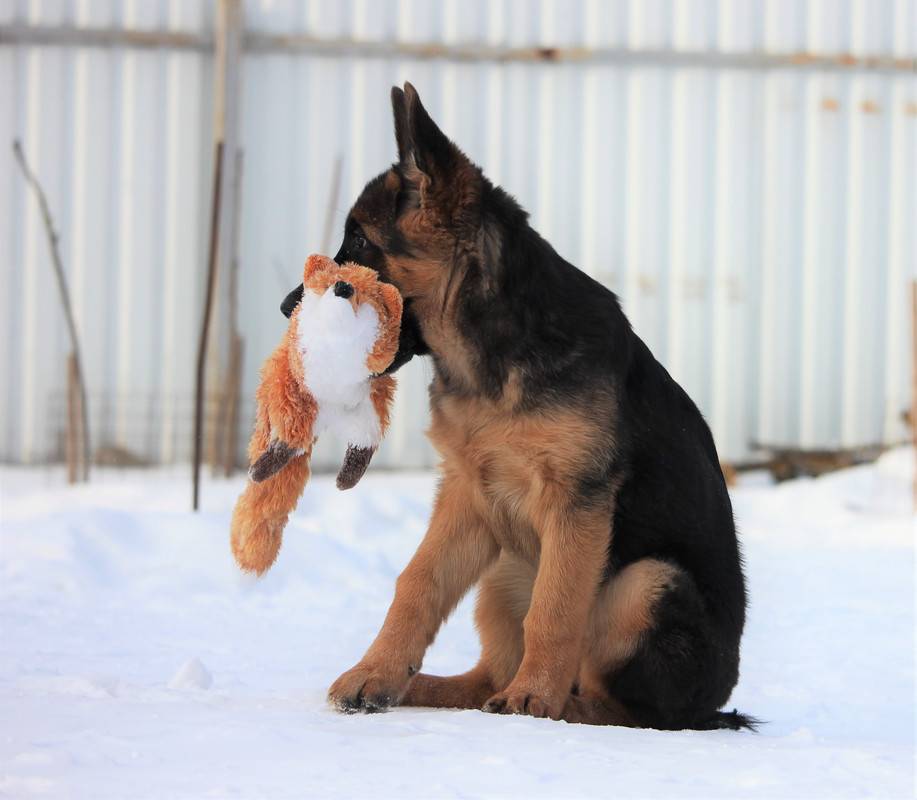 IMG 1709 — Postimages