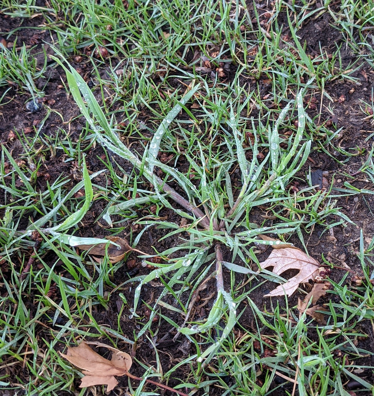 Goosegrass? How to treat? | Lawn Care Forum