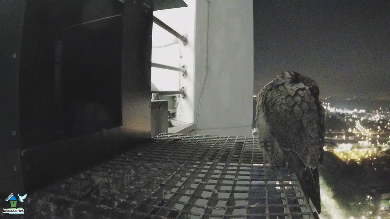 SV NKL V met kop i d veren op rooster zzz — Postimages