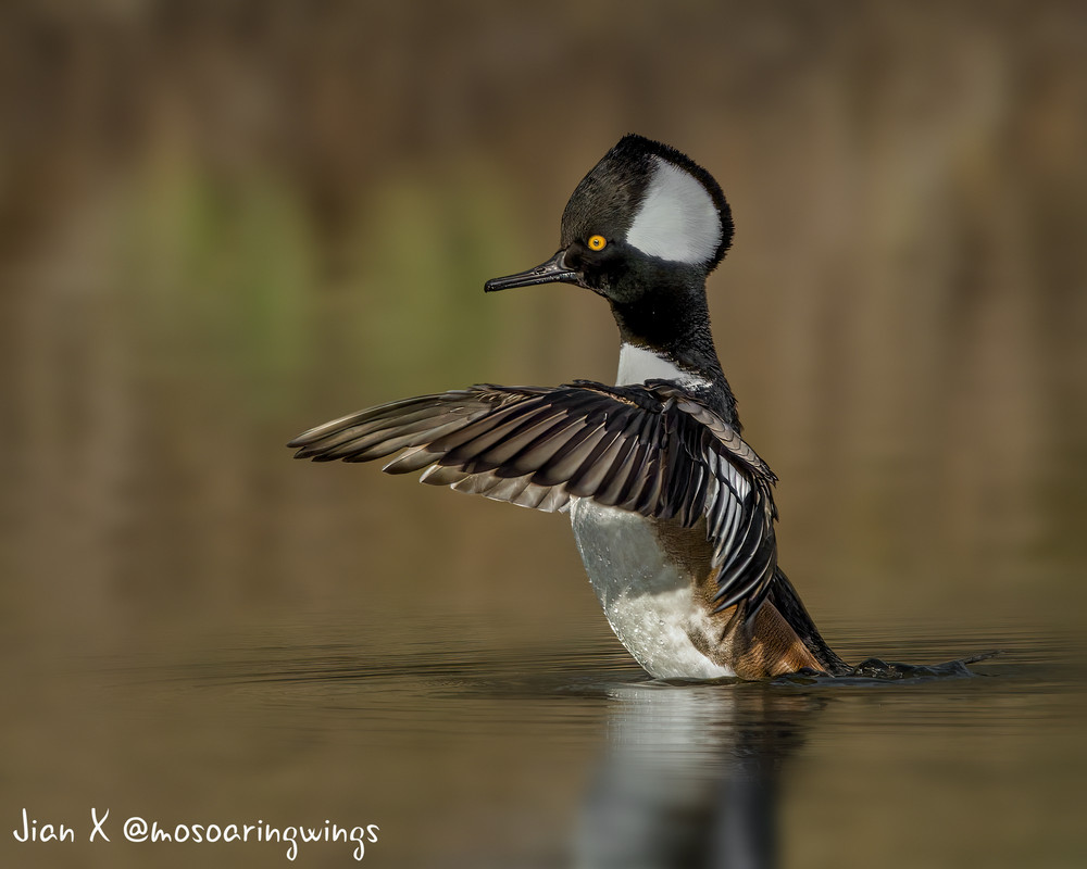 Z8 W6570 SW — Postimages