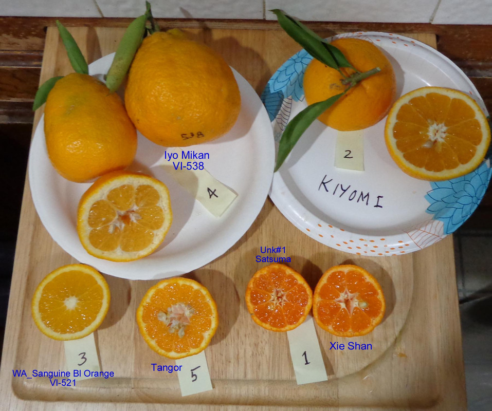 Mandarin Fruits 1 3 22 pic41 Rated — Postimages