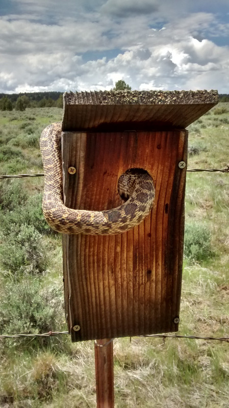 Blue Bird Nesting Boxes - 24hourcampfire