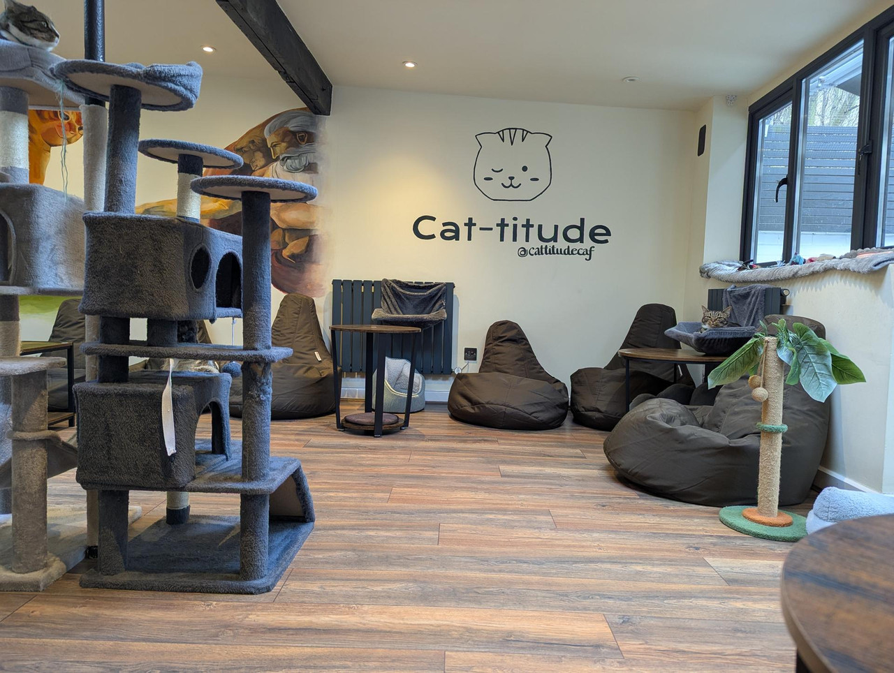 AMA - Today I wented Catitude