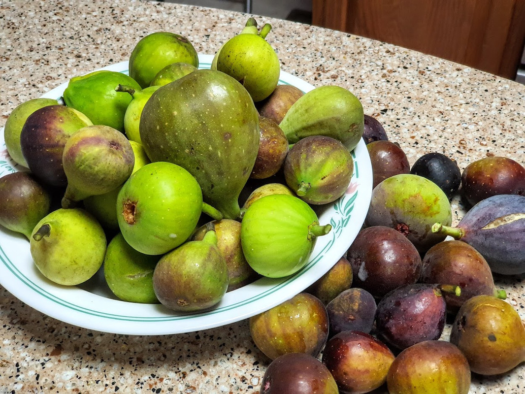 Harvest 10 01 2020 — Postimages